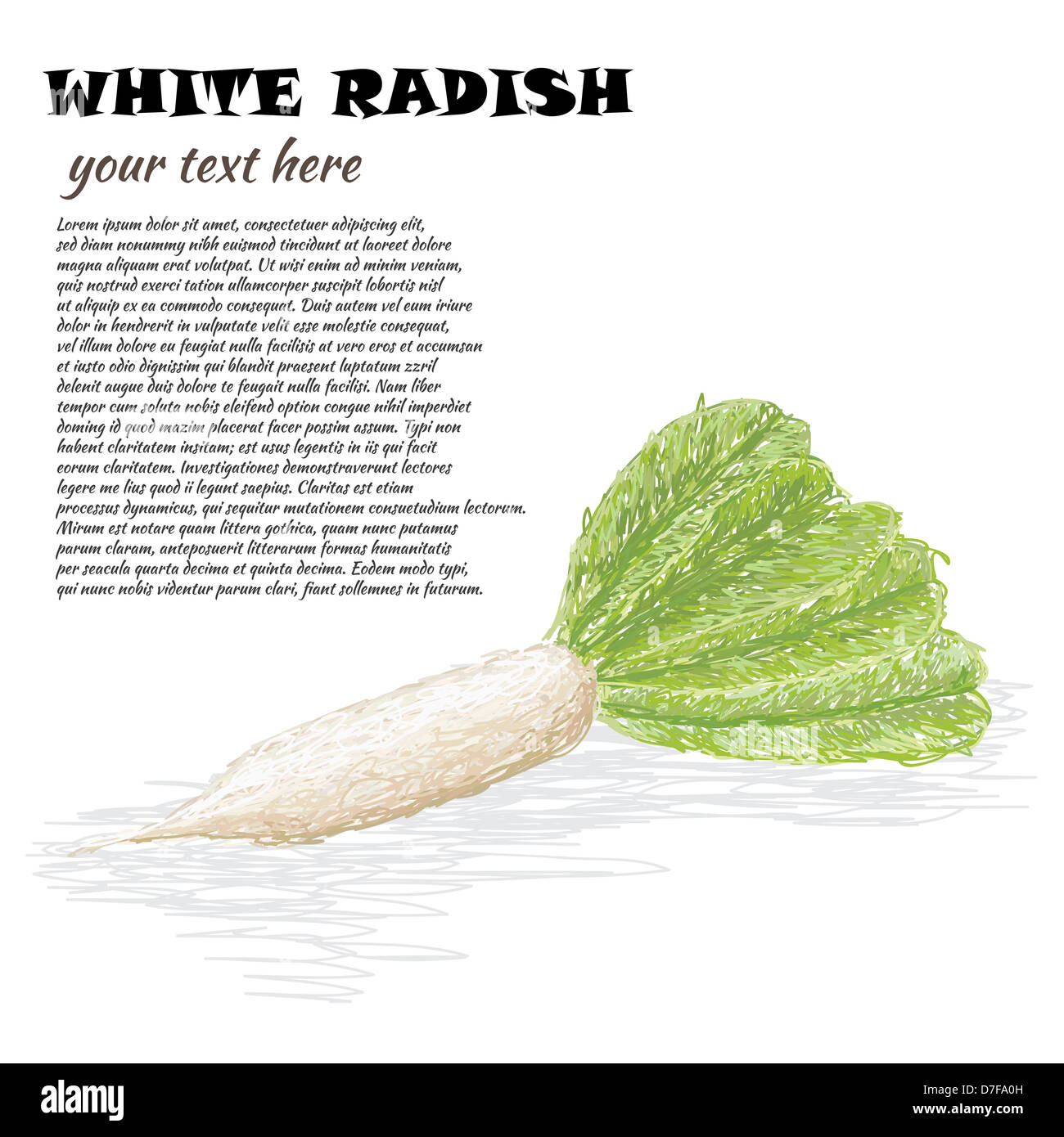 closeup illustration of fresh white radish vegetable Stock Photo - Alamy