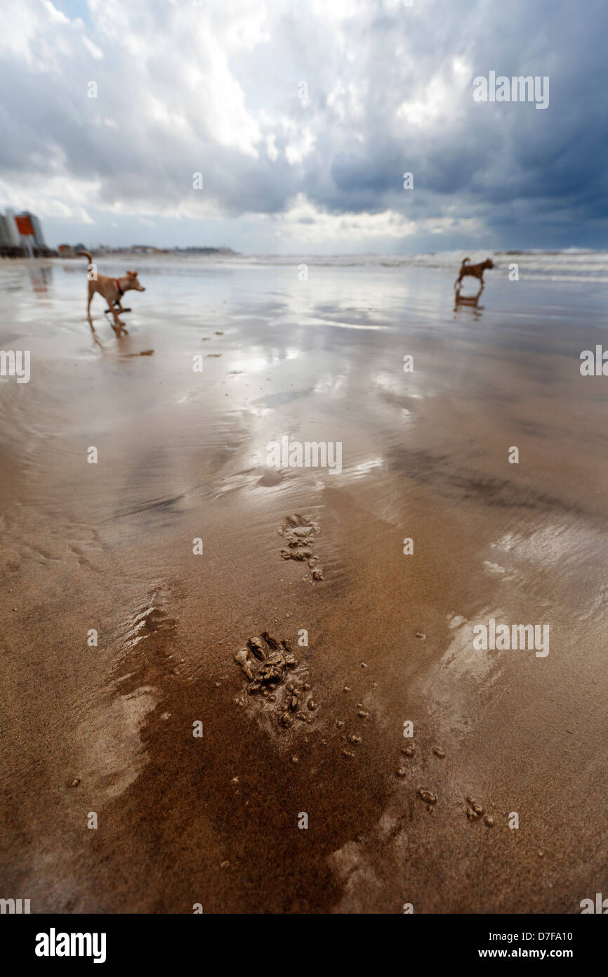 Canine paw prints on the wet beach sand on a winter day, with two dogs strolling in the ...
