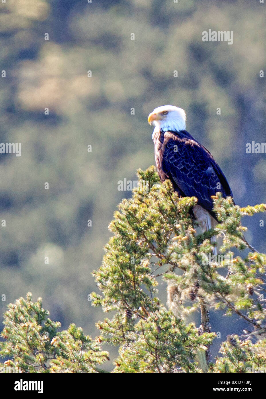 Bald eagle. British Columbia, Canada Stock Photo - Alamy