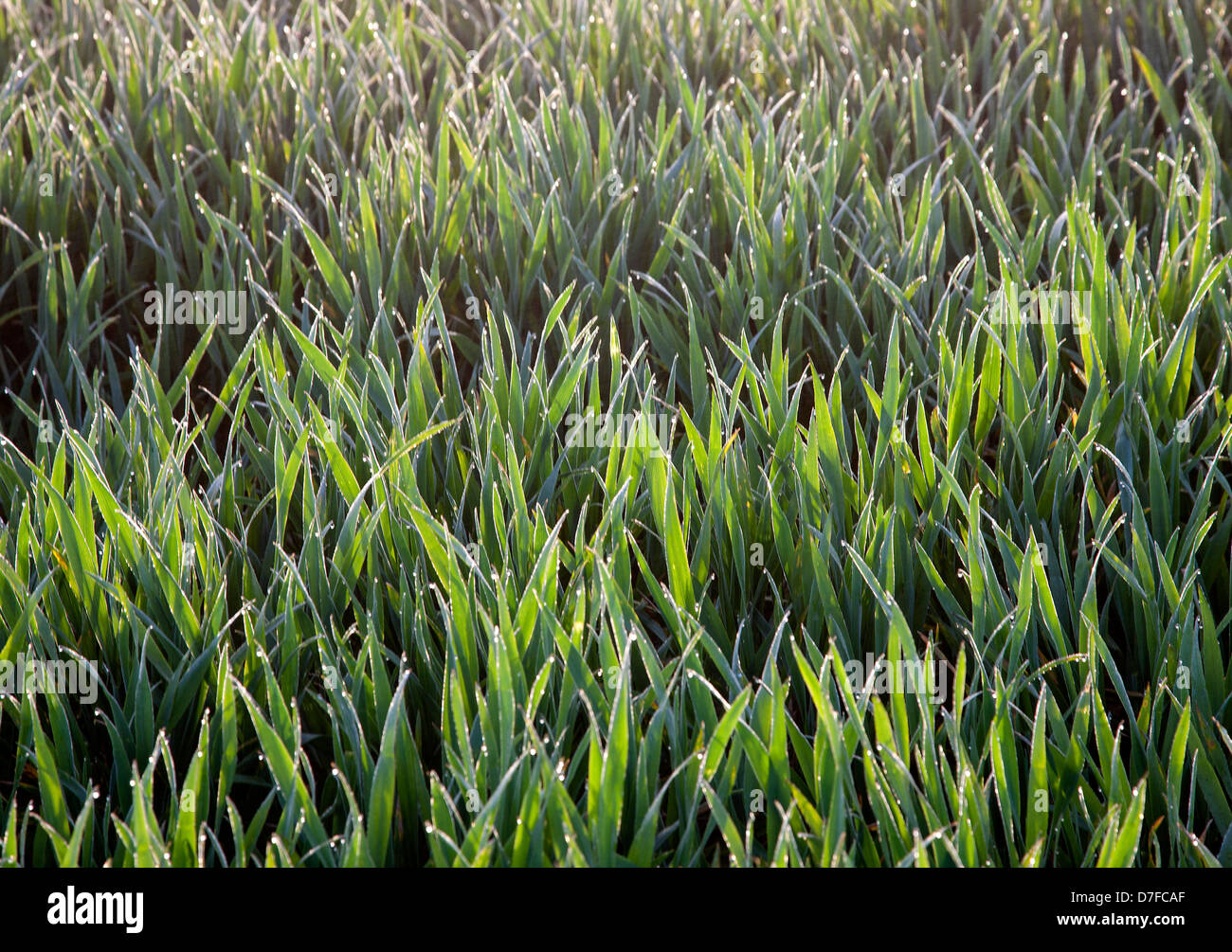 Dew on grain hi-res stock photography and images - Alamy