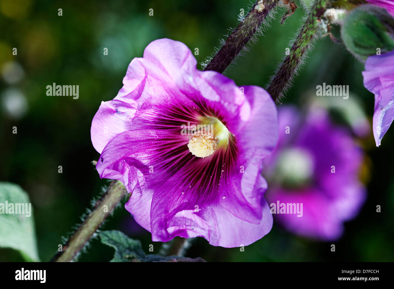 Arboreamalva hi-res stock photography and images - Alamy