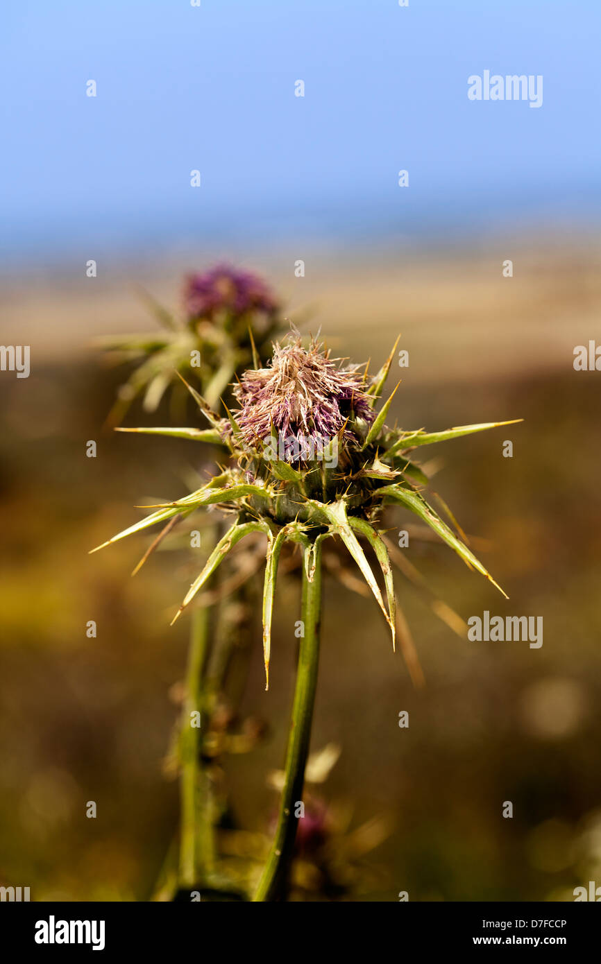 Blessed Milk Thistle (aka Silybum Marianum Carduus marianus Milk ...