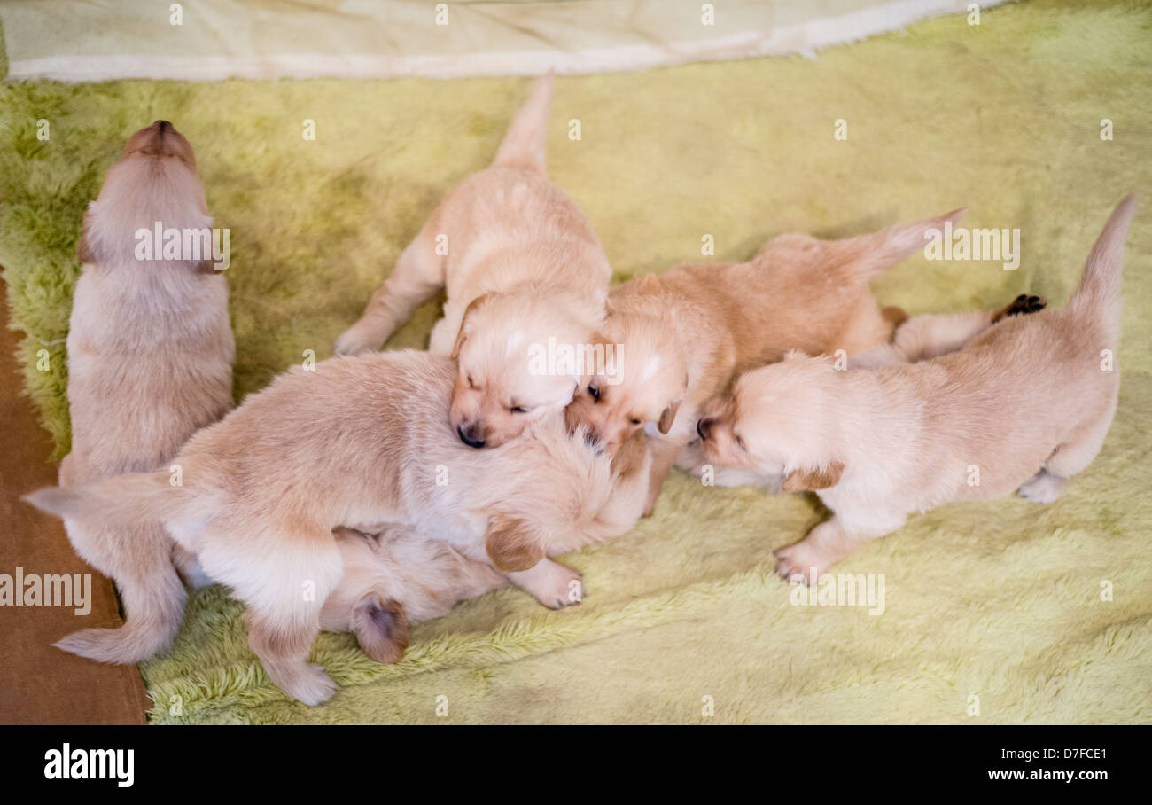 Newborn Golden Retriever High Resolution Stock Photography and Images ...