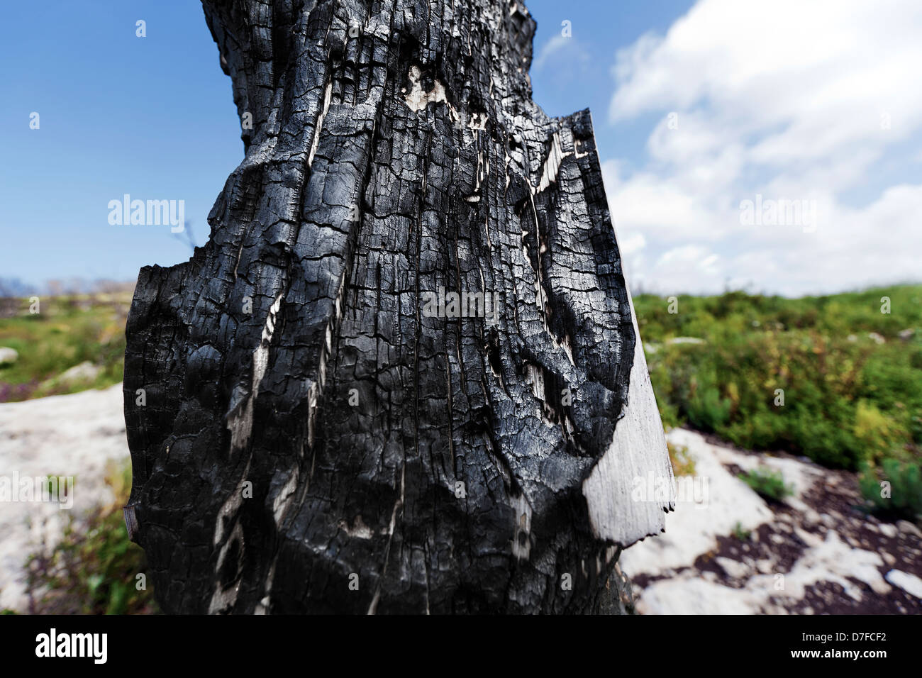 Wide angle close up burnt tree trunk spectacular aftermath forest fire ...