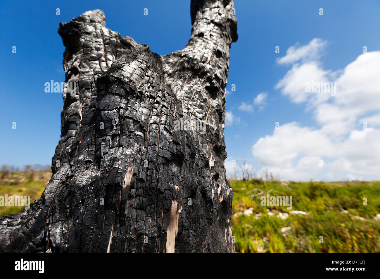 Wide angle close up burnt tree trunk spectacular aftermath forest fire ...