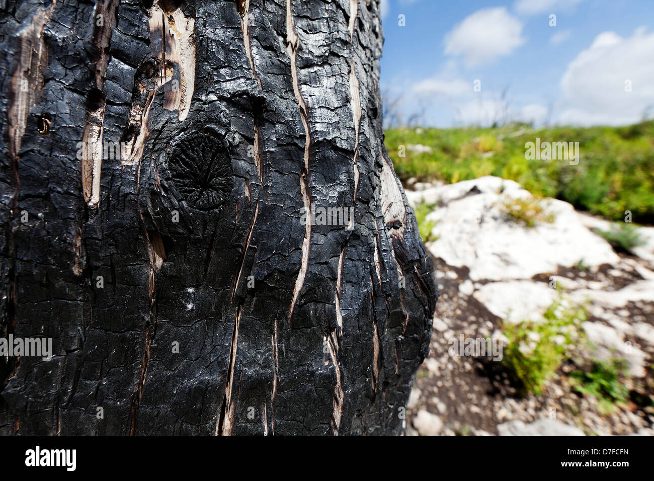 Close up burnt tree trunk spectacular aftermath forest fire in middle ...