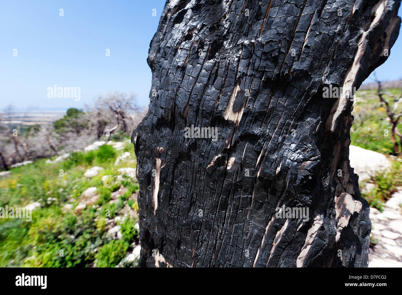 Close up burnt tree trunk spectacular aftermath forest fire in middle ...