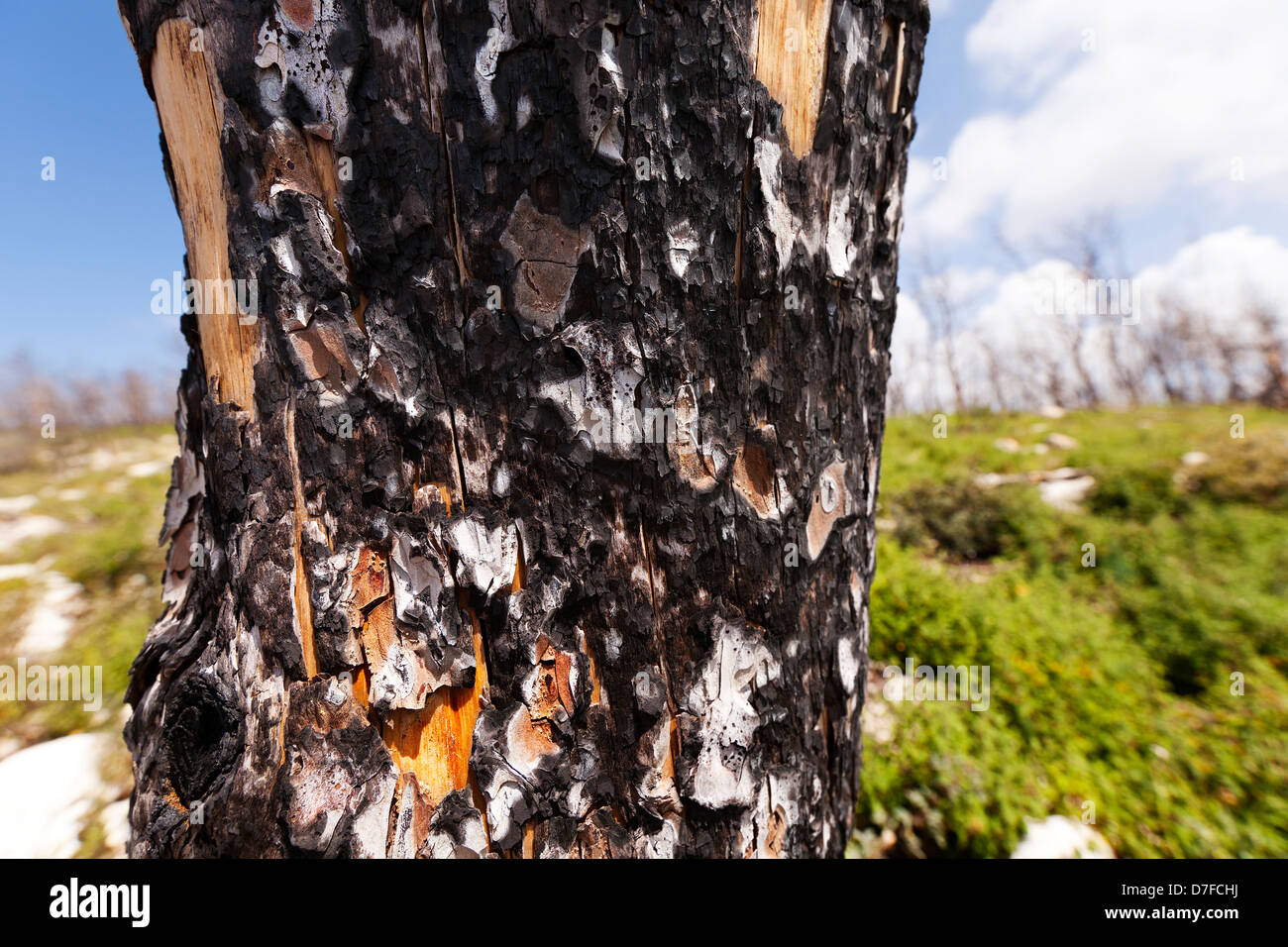 Close up burnt tree trunk spectacular aftermath forest fire in middle ...