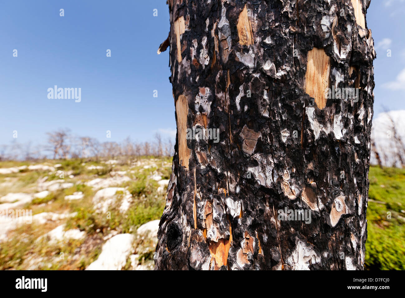 Close up burnt tree trunk spectacular aftermath forest fire in middle ...