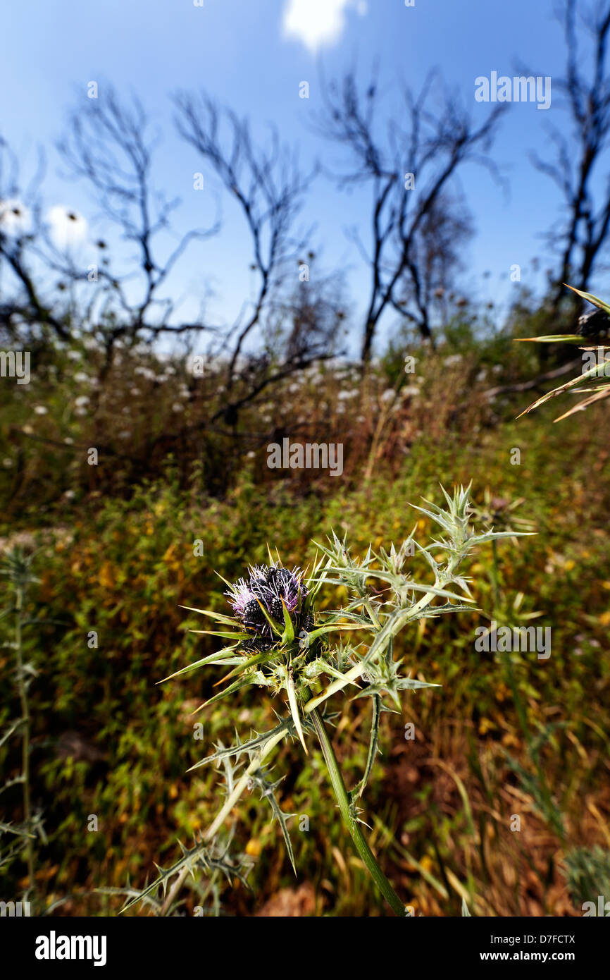 Blessed Milk Thistle (aka Silybum Marianum Carduus marianus Milk ...