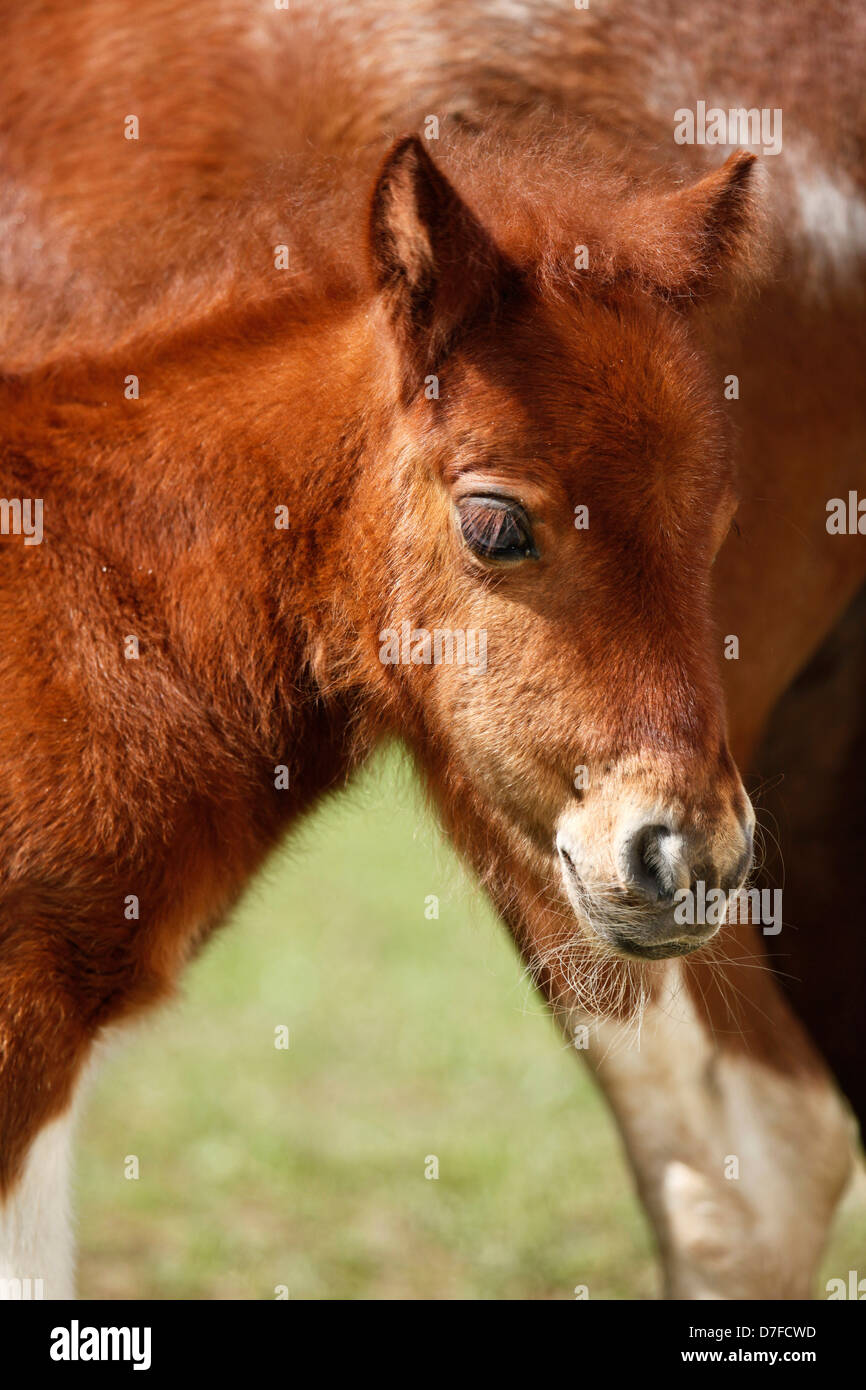 Falabella foal hi-res stock photography and images - Alamy