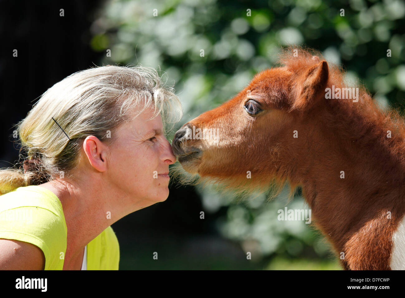 Falabellas hi-res stock photography and images - Alamy