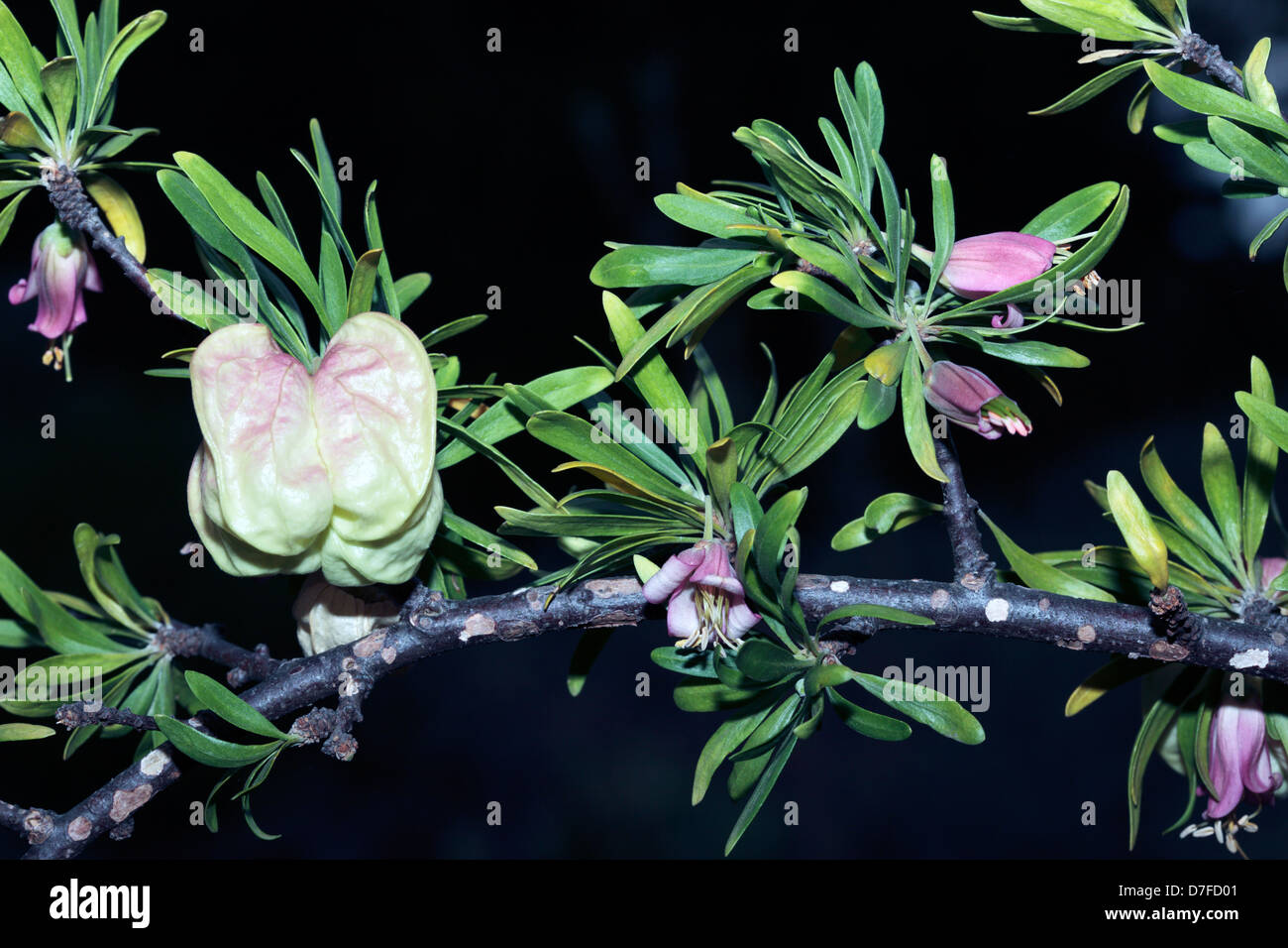 Close-up of flowers of South African species of Chinese Lantern ...