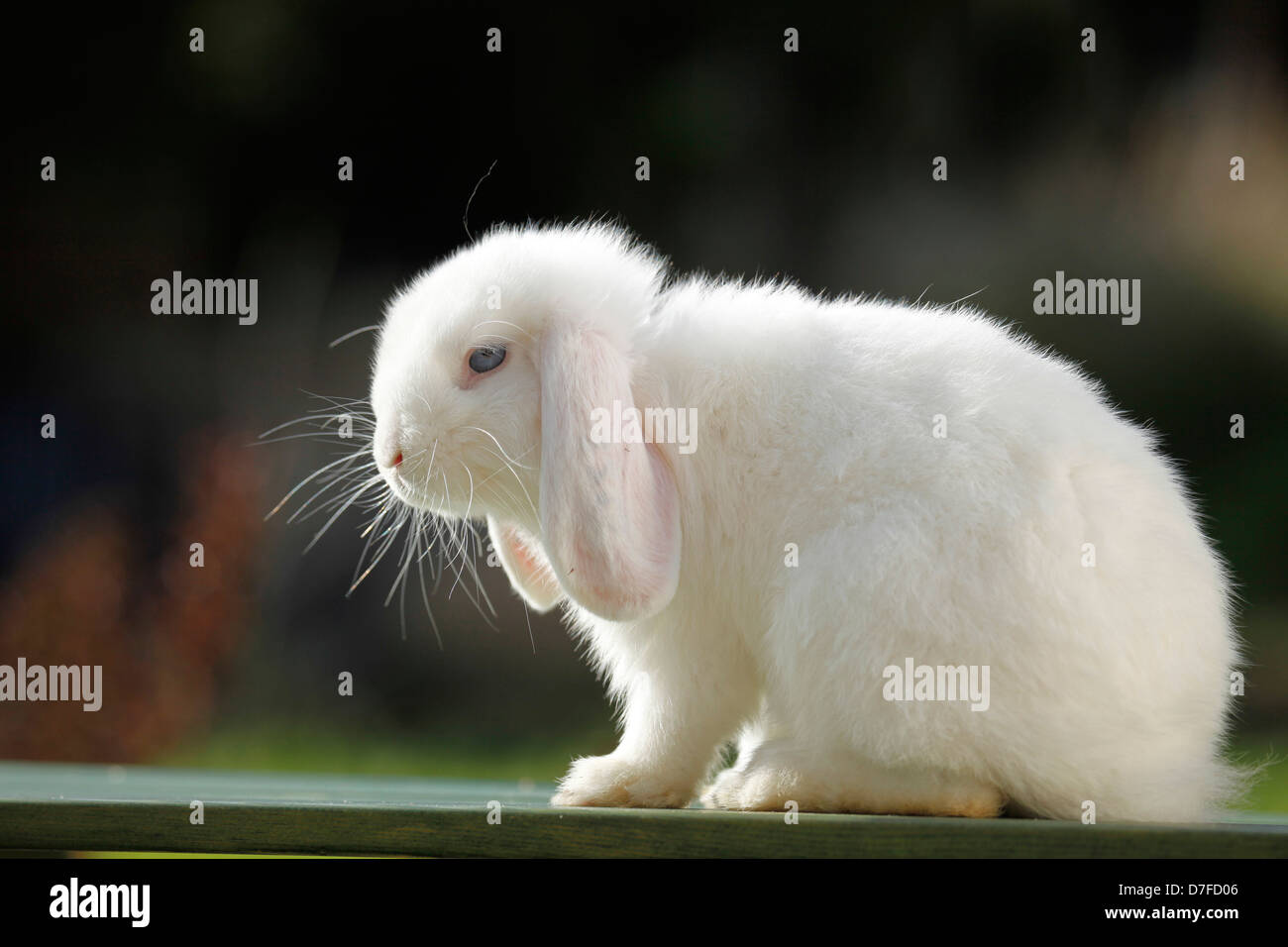 dwarf lop-eared bunny Stock Photo - Alamy
