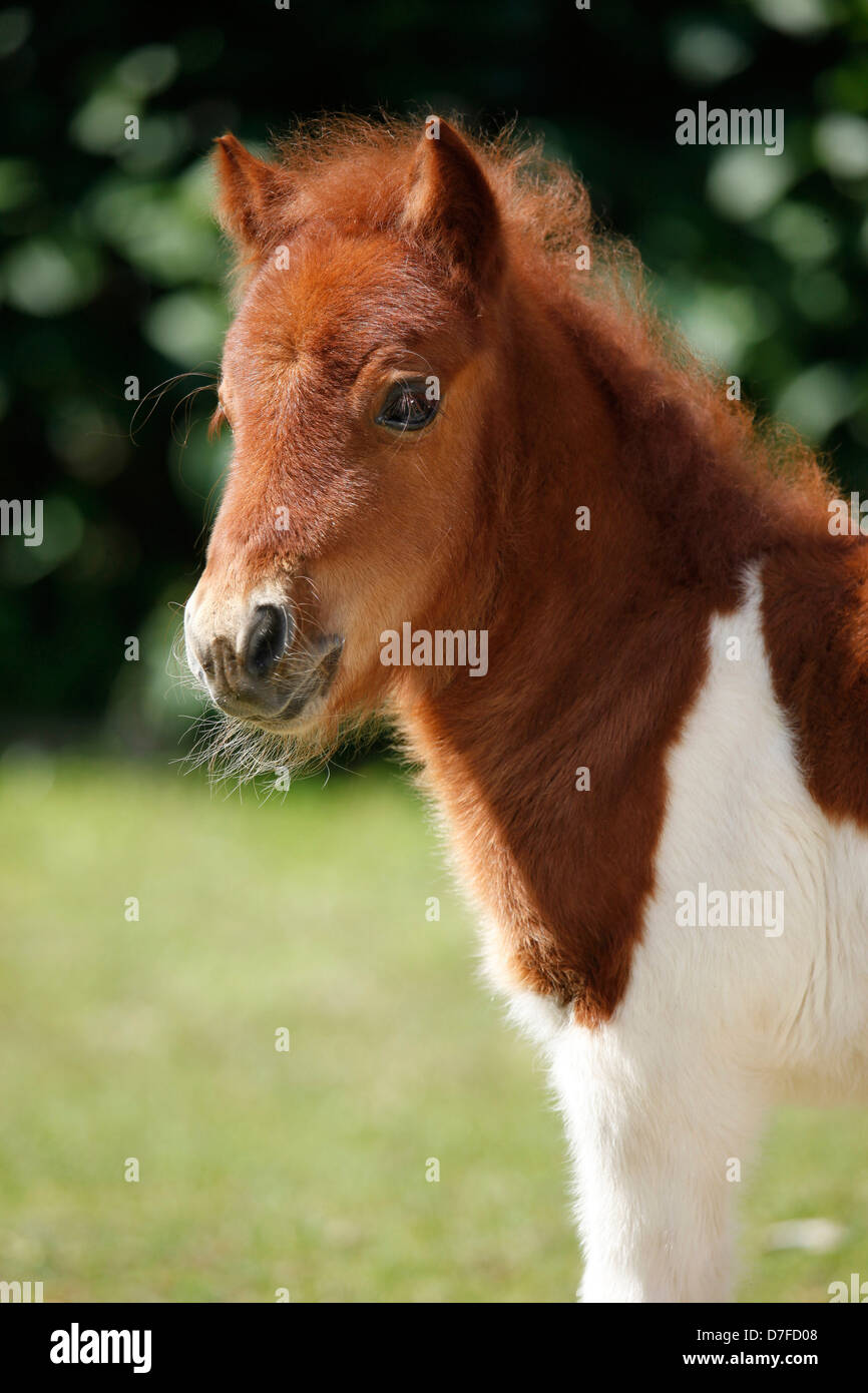 Falabellas hi-res stock photography and images - Alamy