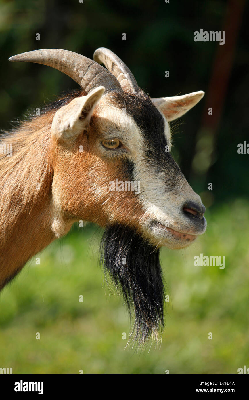 Goat profile hi-res stock photography and images - Alamy