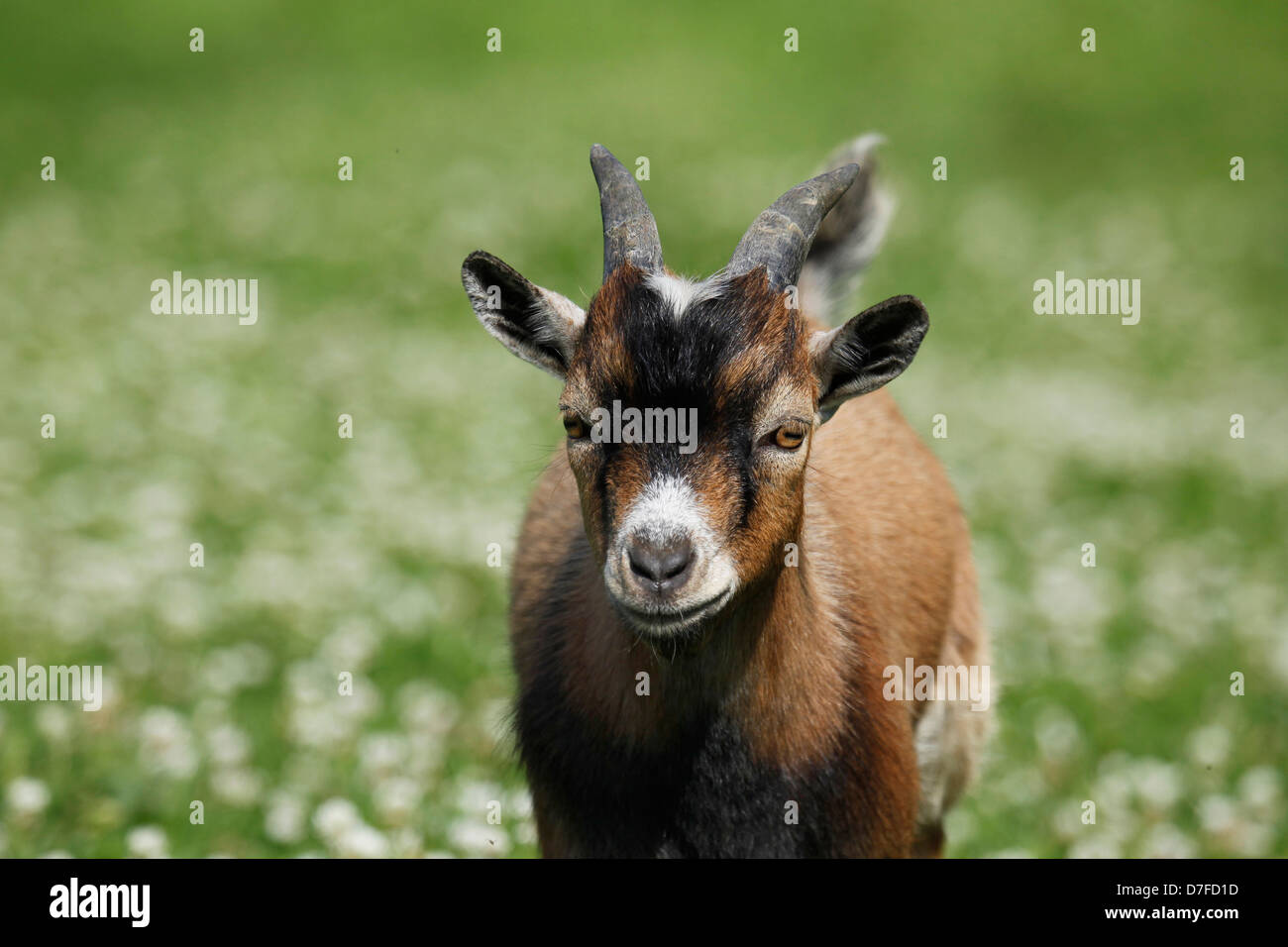 Pigmy goats hi-res stock photography and images - Alamy