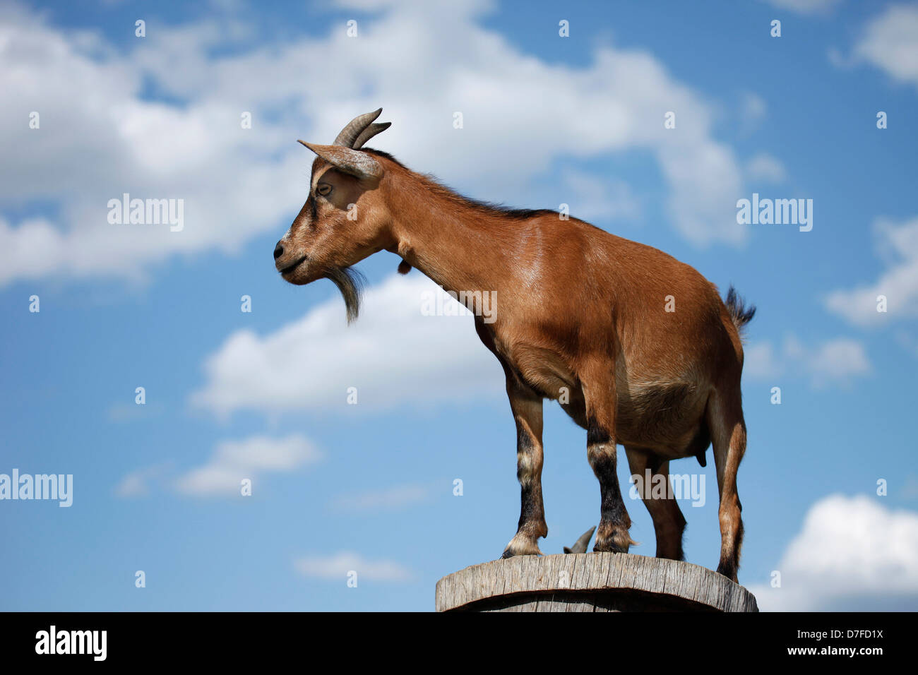Pigmy goats hi-res stock photography and images - Alamy