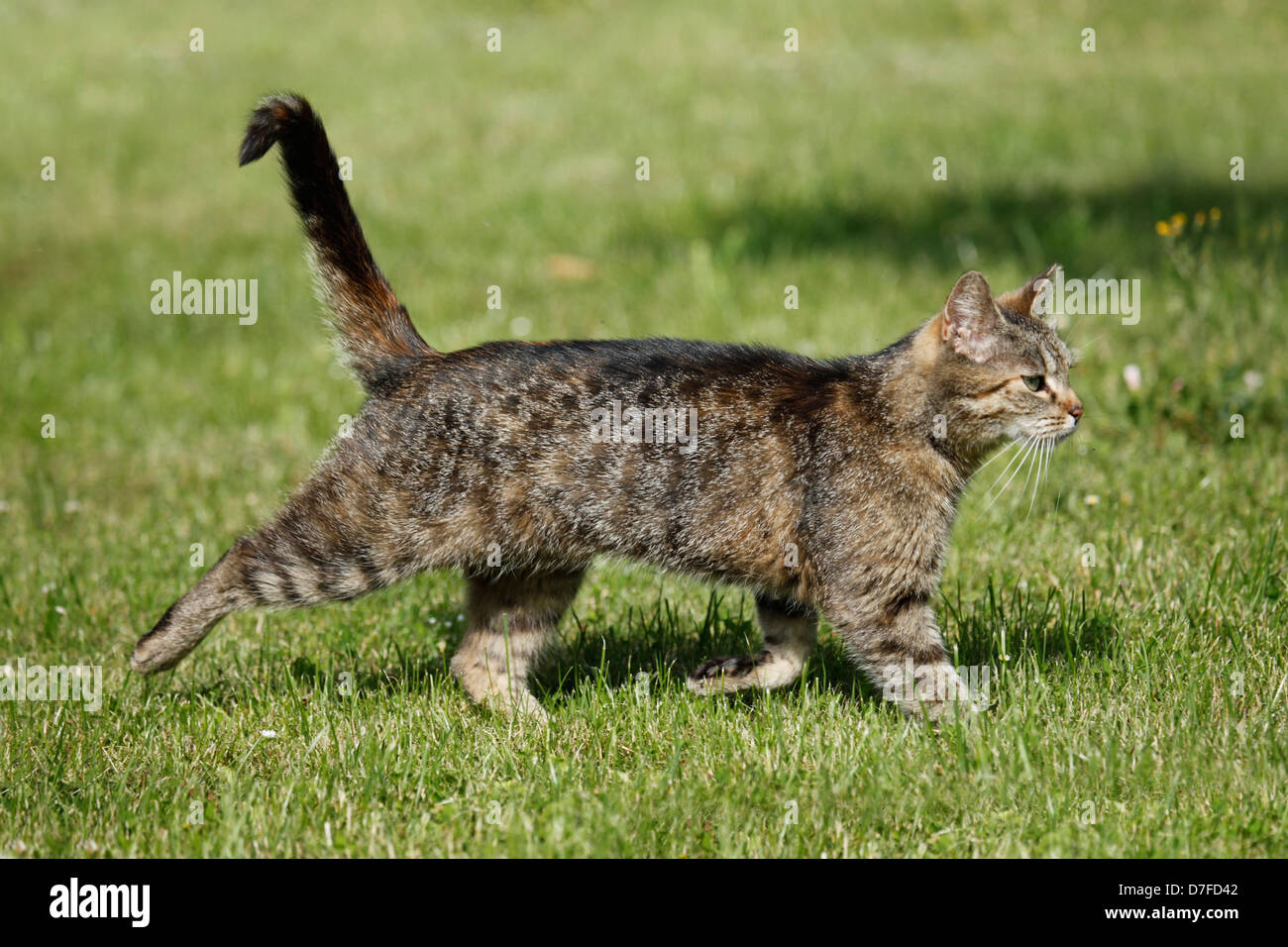 walking domestic cat Stock Photo - Alamy