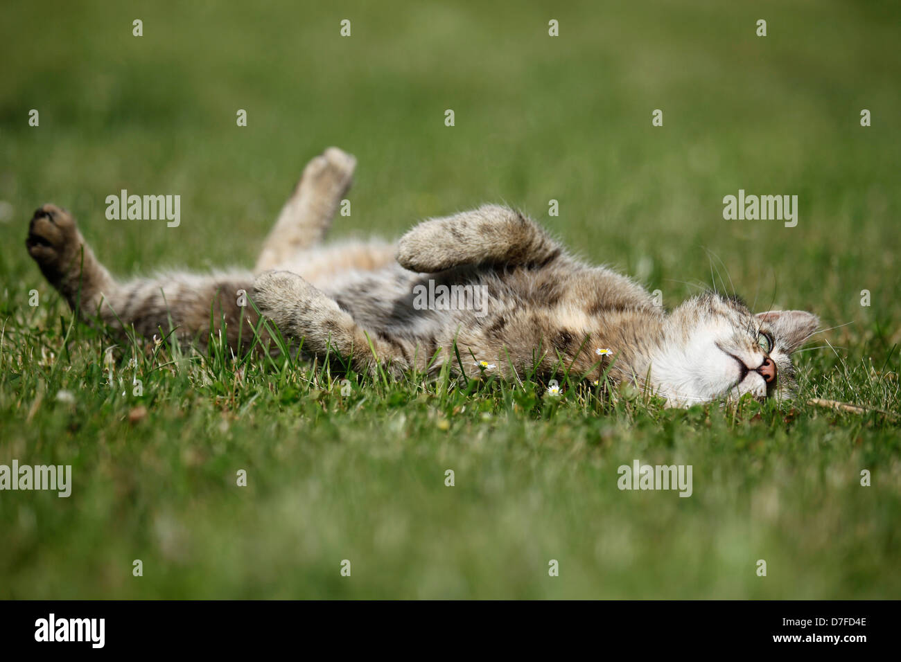 Supine cat hi-res stock photography and images - Alamy