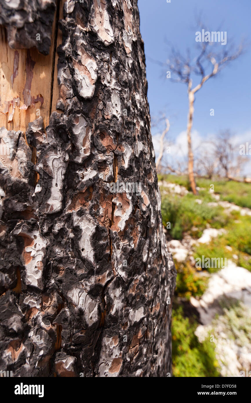 Close up burnt tree trunk spectacular aftermath forest fire in middle ...