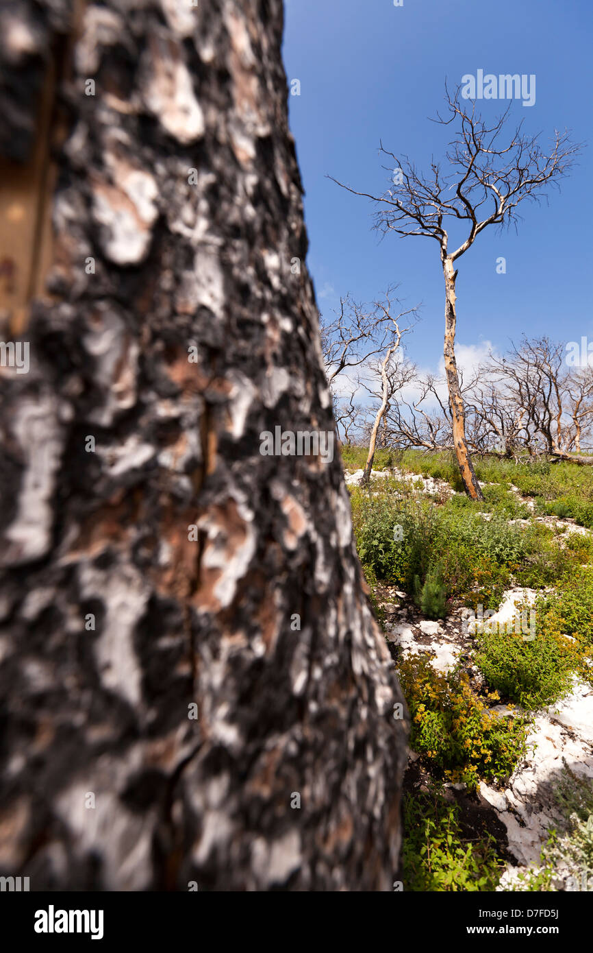 Close up burnt tree trunk spectacular aftermath forest fire in middle ...