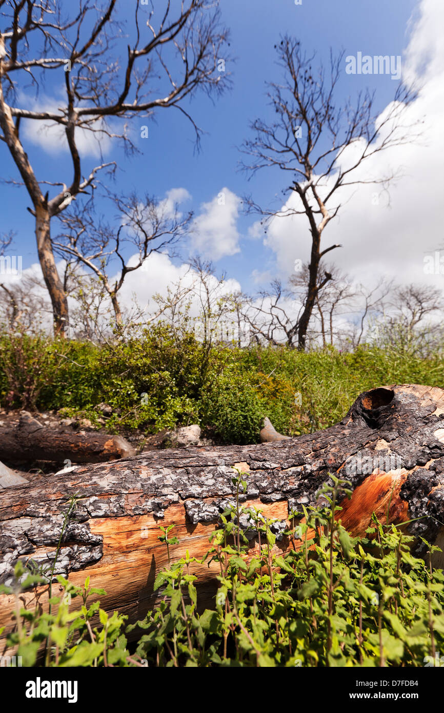 Close up burnt tree trunk spectacular aftermath forest fire in middle ...