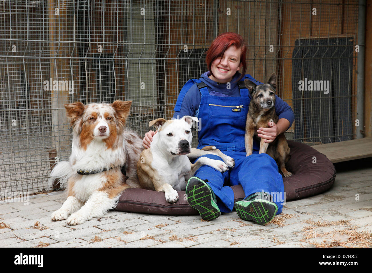 dogs at pound Stock Photo - Alamy