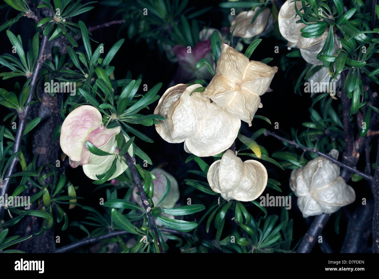 Close-up Cape Chinese Lantern flowers at various stages- Nymania ...