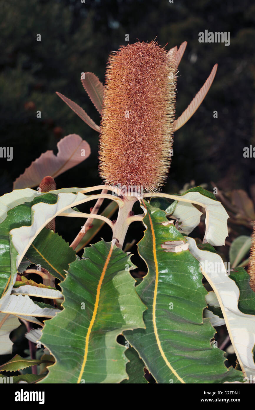 Old Flower Spike of Swamp Banksia/Broad-Leaved Banksia- Banksia robur ...