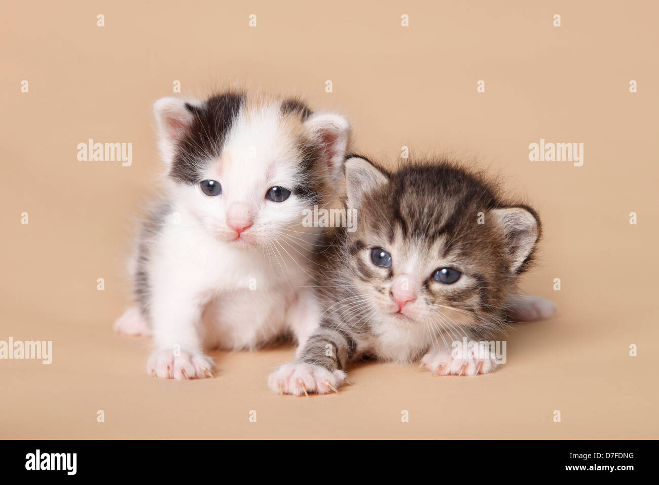 Tabby tortoiseshell female kitten hi-res stock photography and images ...