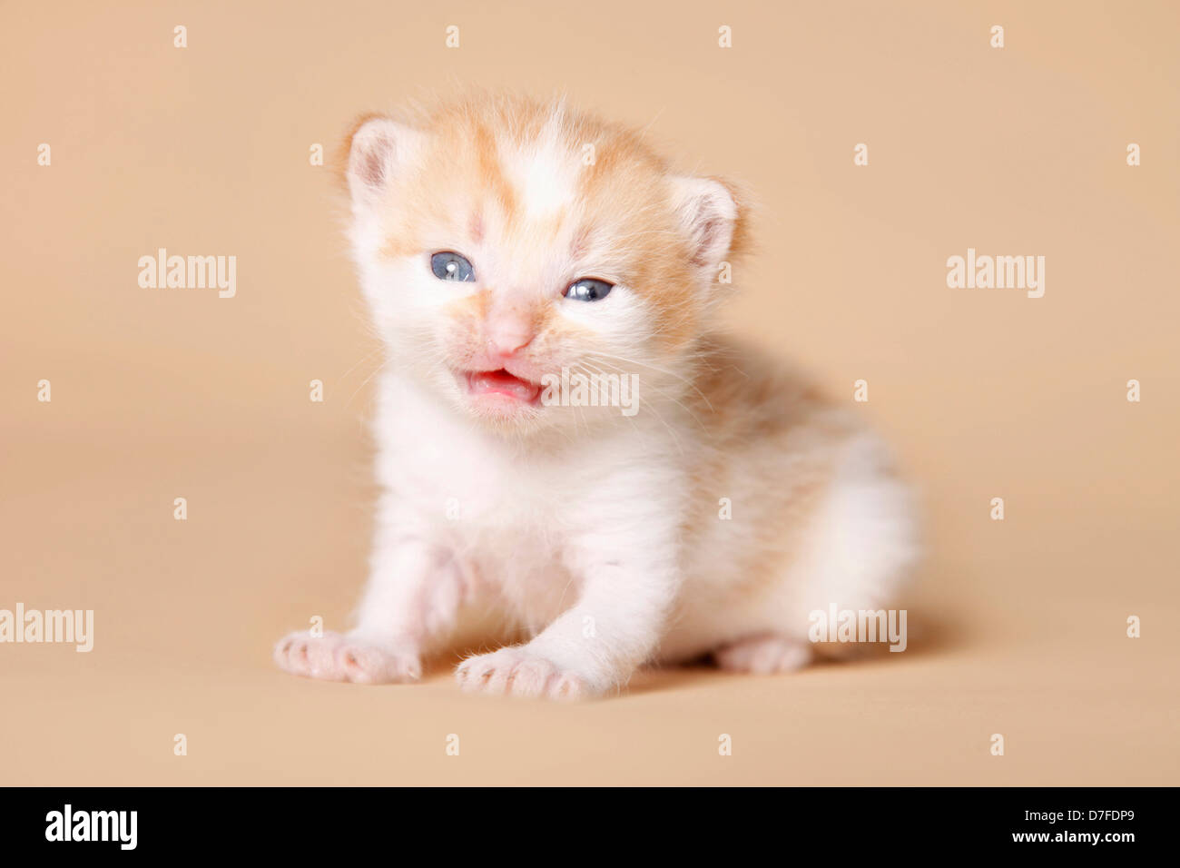 Kitten miaowing hi-res stock photography and images - Alamy