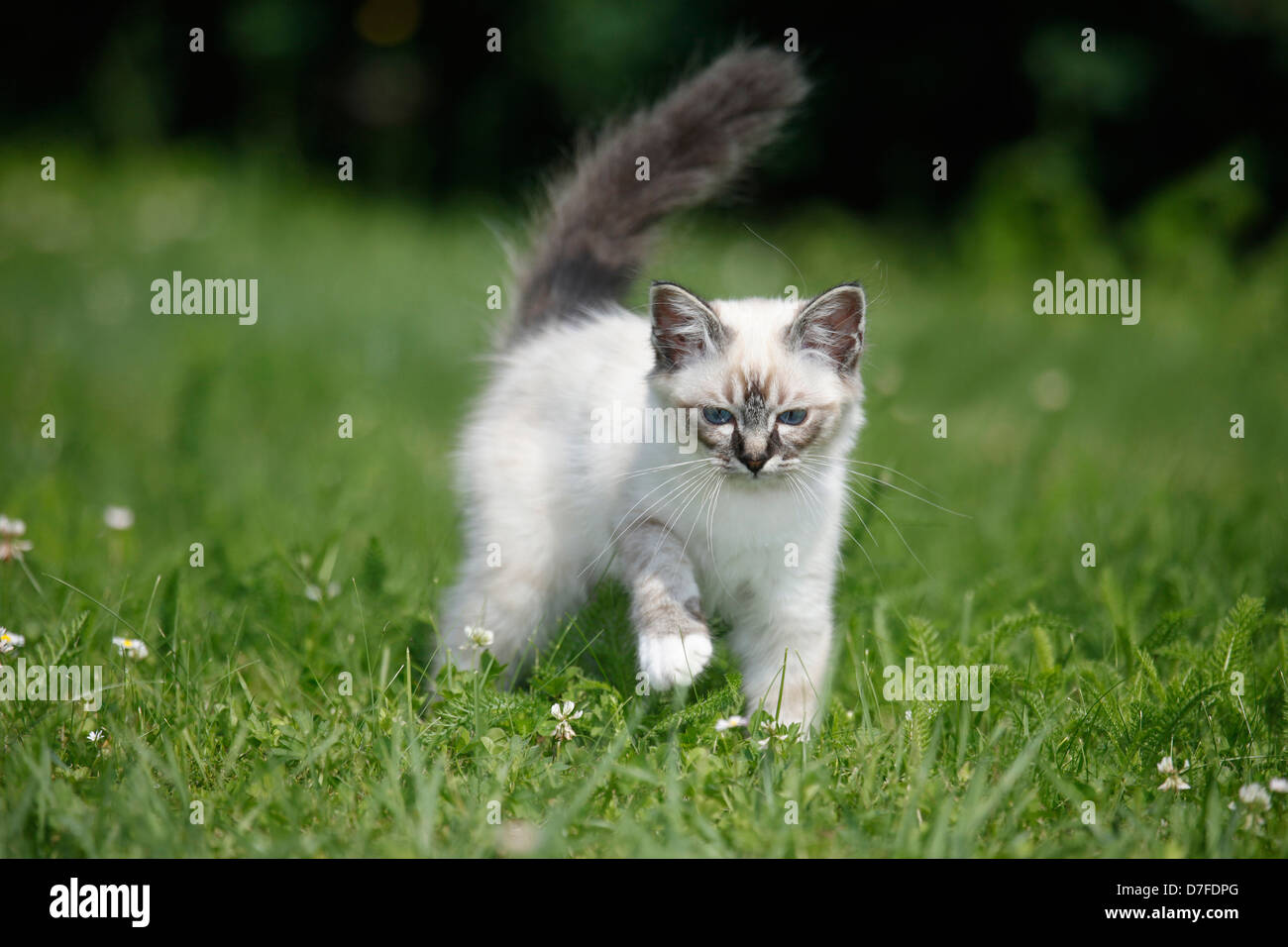 Sacred Birman kitten Stock Photo - Alamy
