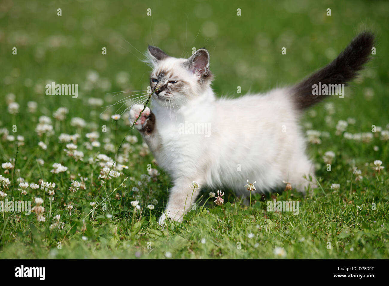 Sacred Birman kitten Stock Photo - Alamy