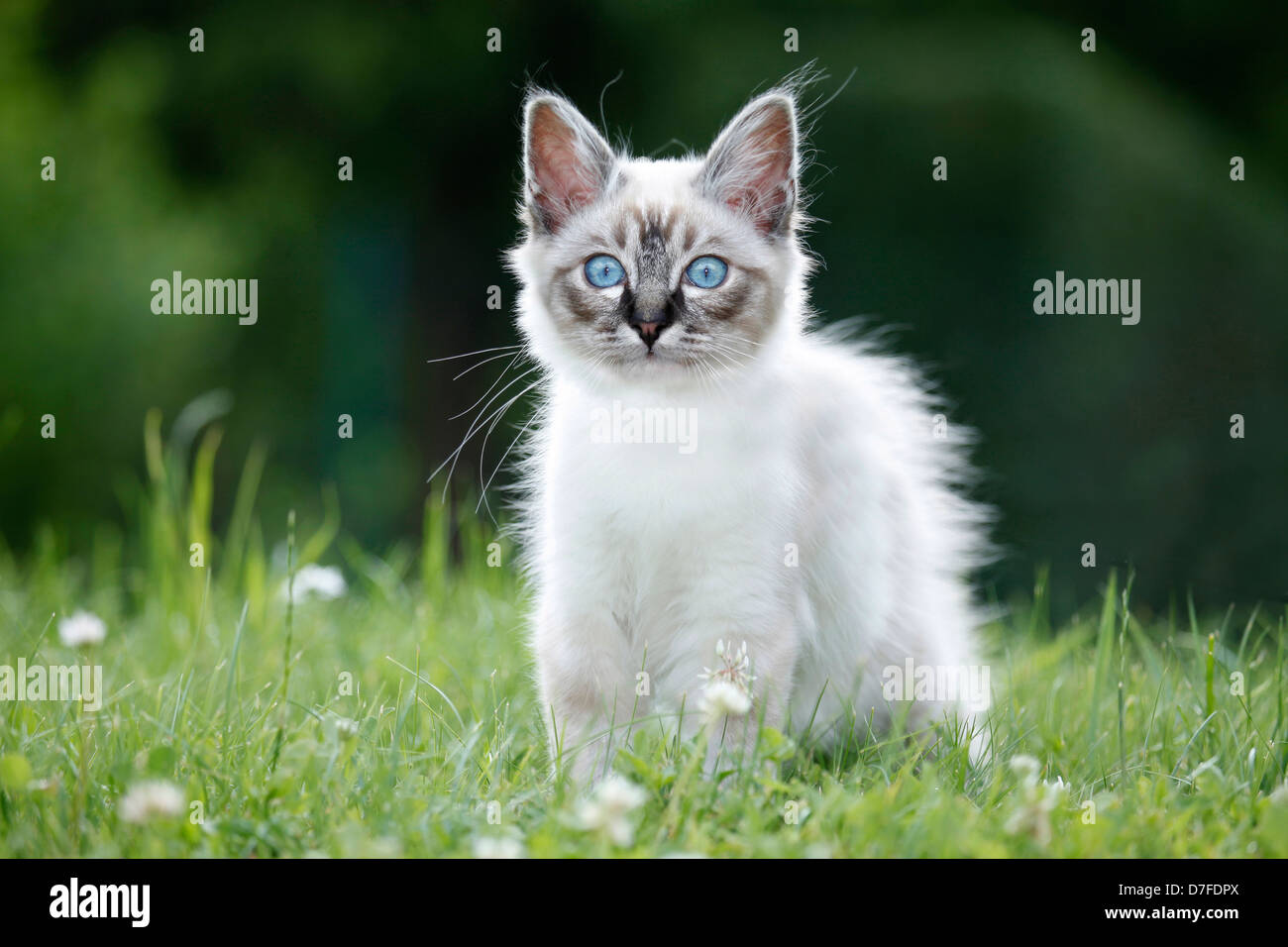 Sacred Birman kitten Stock Photo - Alamy