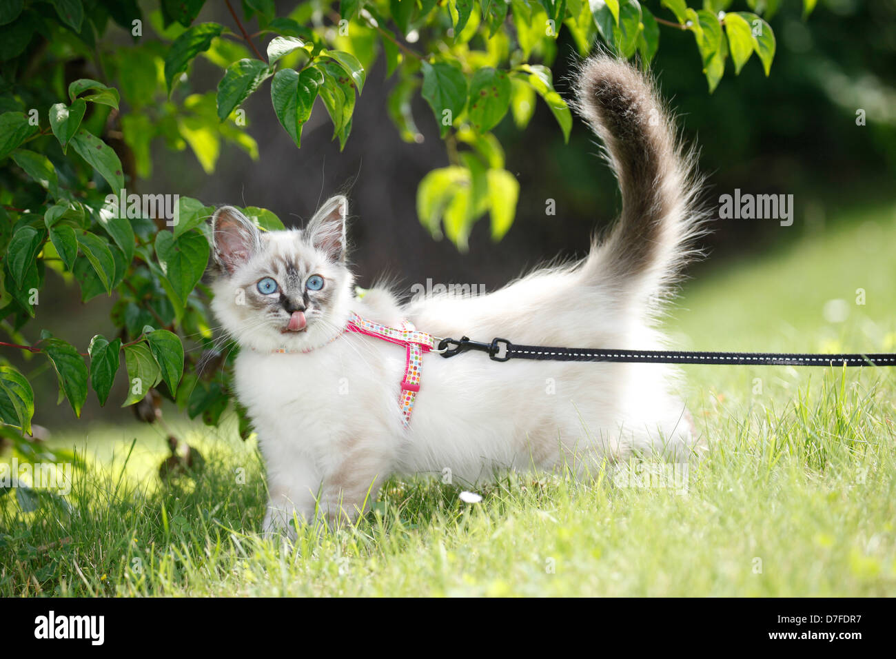 Sacred Birman kitten Stock Photo - Alamy