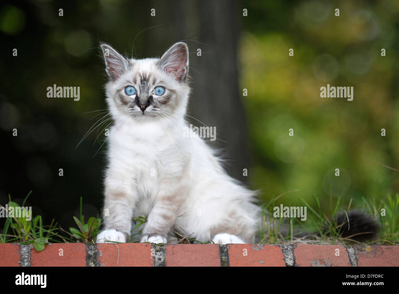 Sacred Birman kitten Stock Photo - Alamy