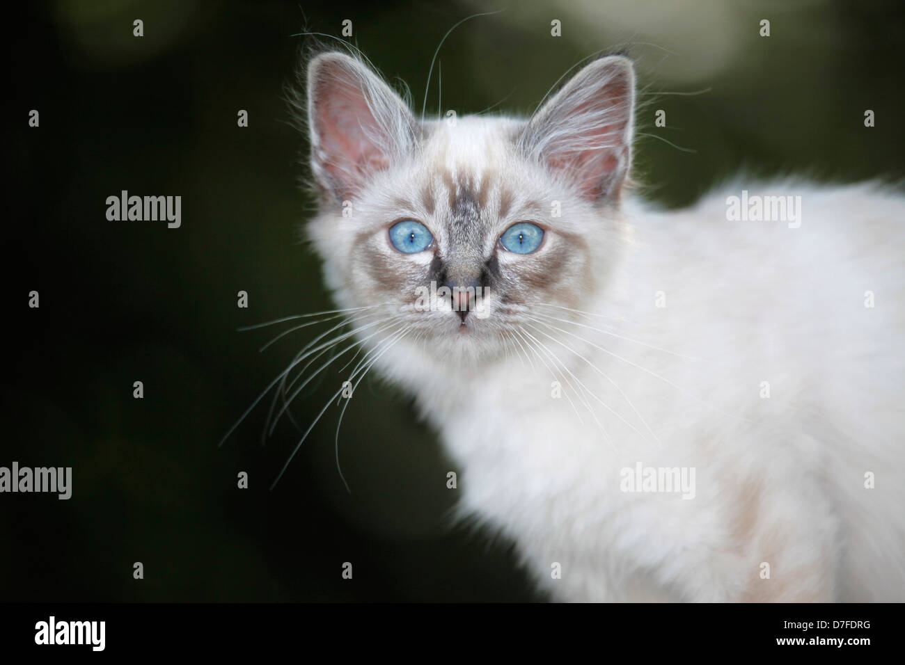 Sacred Birman kitten Stock Photo - Alamy