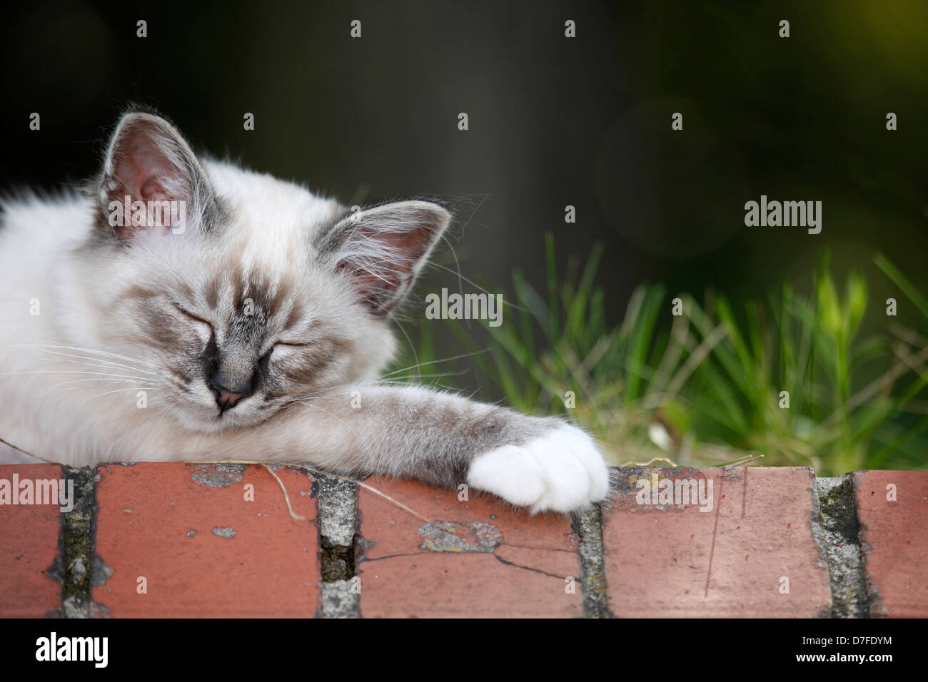 Sacred Birman kitten Stock Photo - Alamy