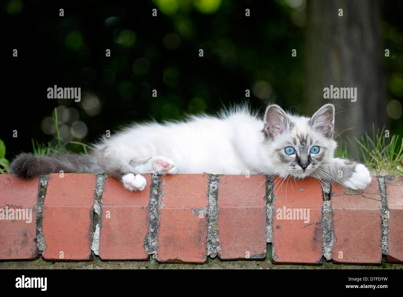 Sacred Birman kitten Stock Photo - Alamy