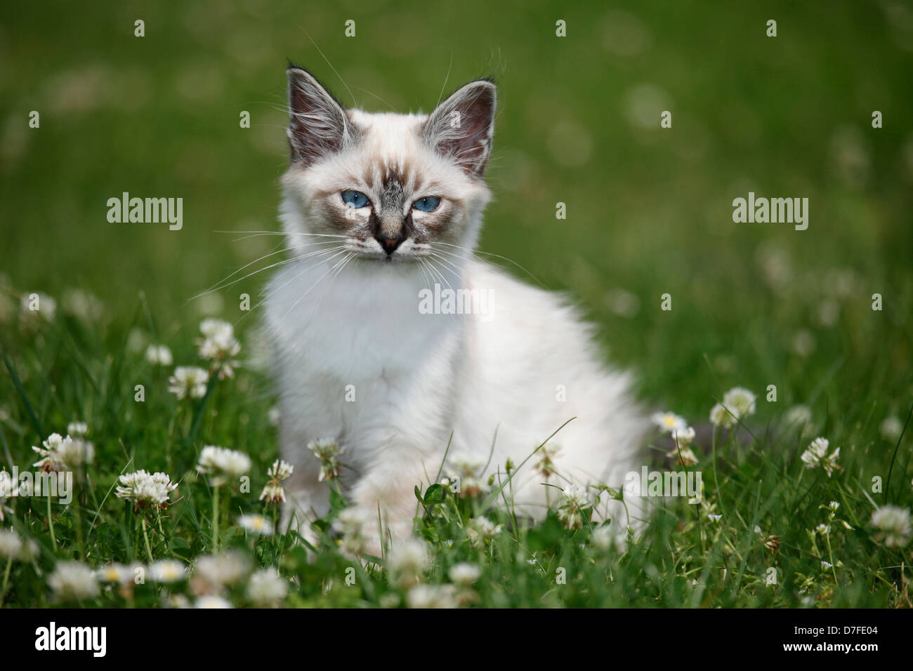 Sacred Birman kitten Stock Photo - Alamy
