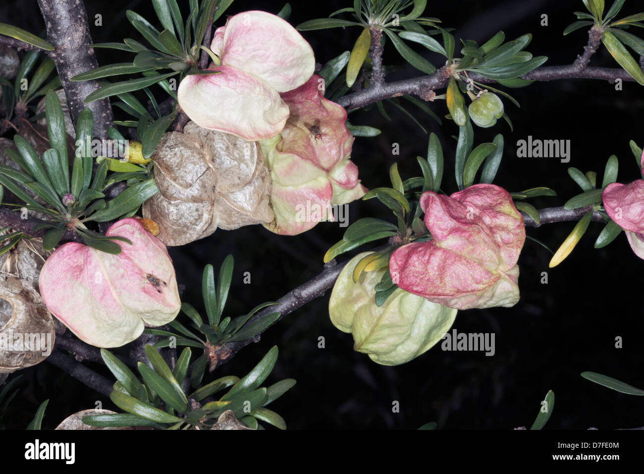 Various flower stages High Resolution Stock Photography and Images - Alamy