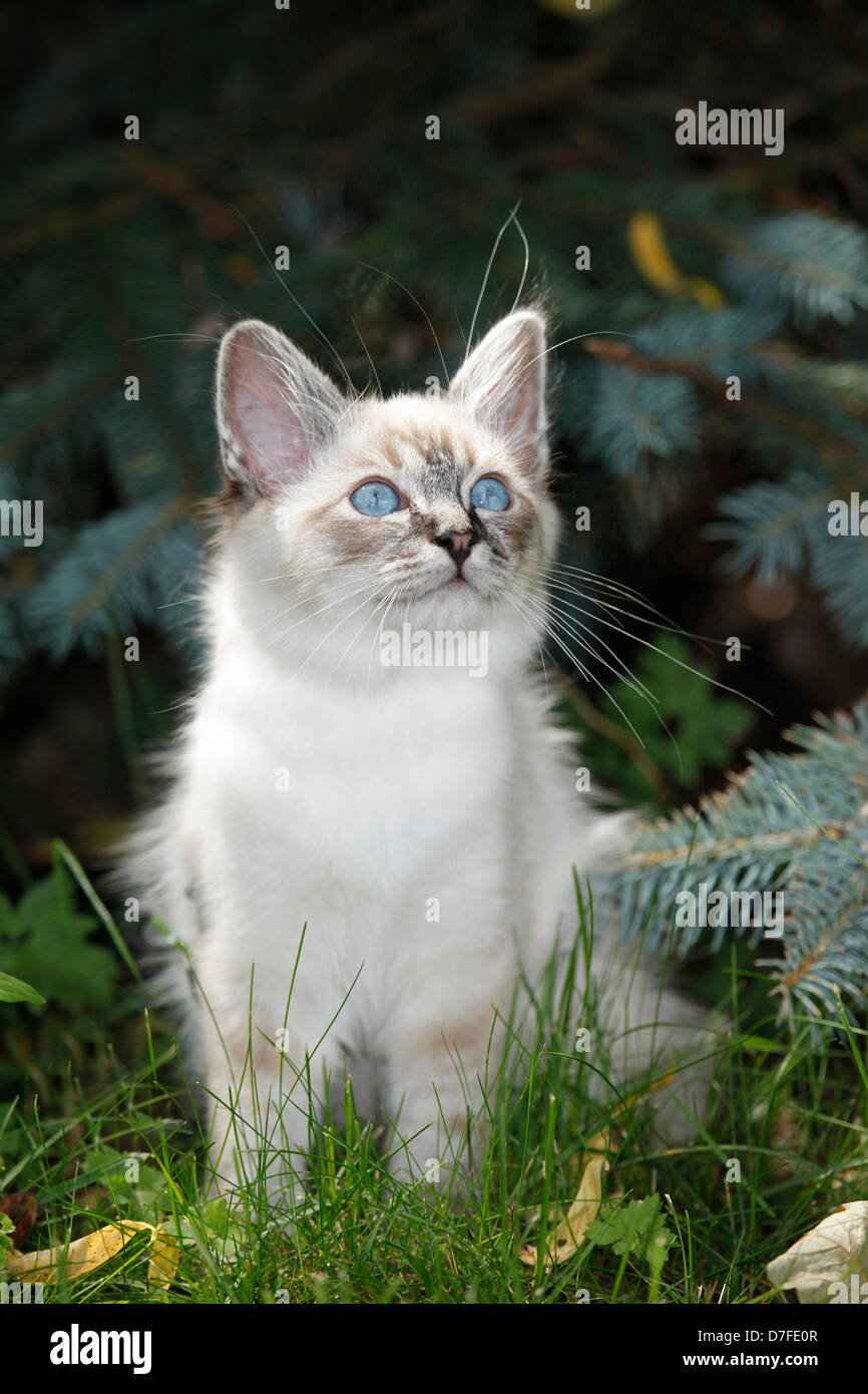 Sacred Birman kitten Stock Photo - Alamy