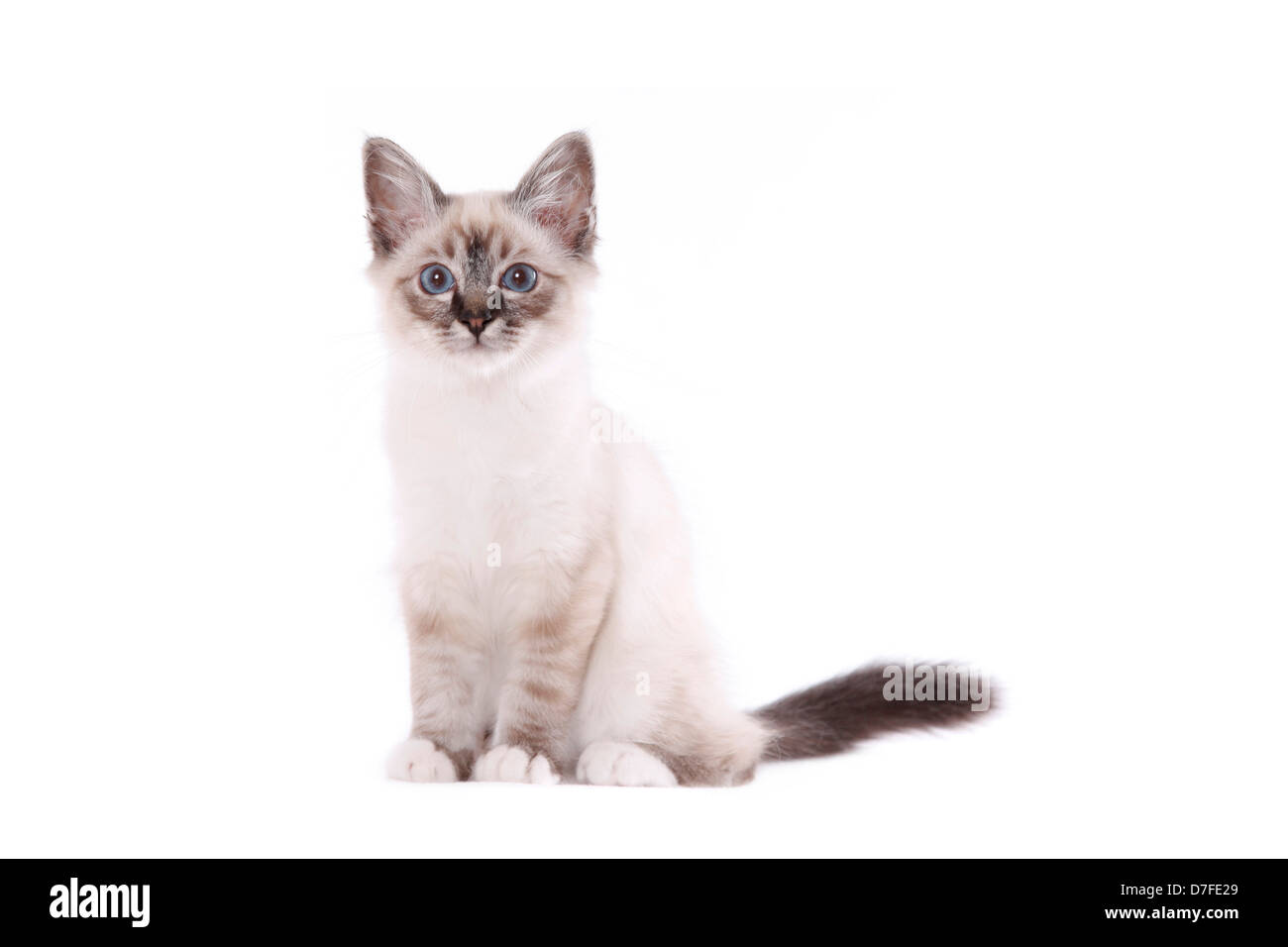 Sacred Birman kitten Stock Photo - Alamy