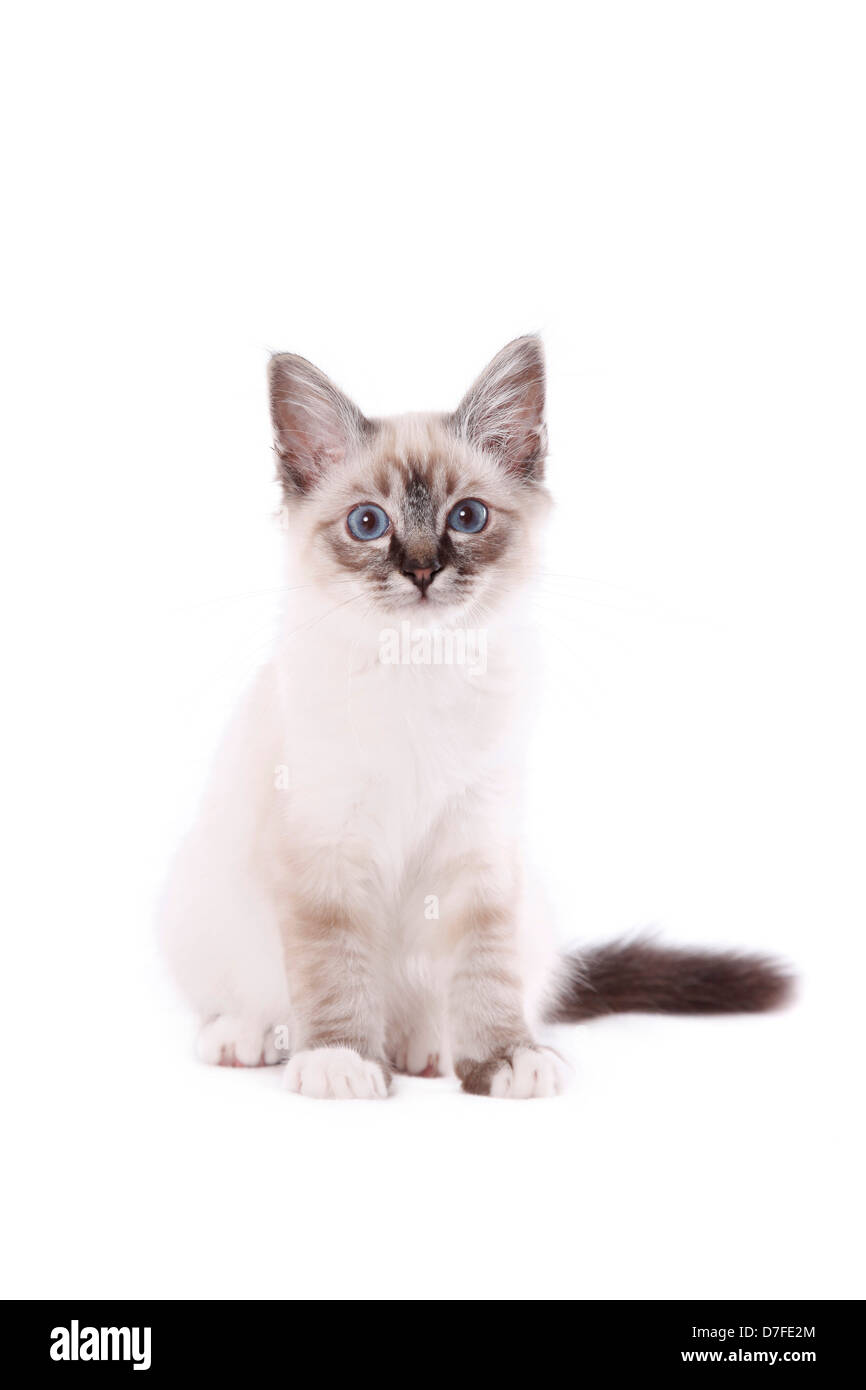 Sacred Birman kitten Stock Photo - Alamy