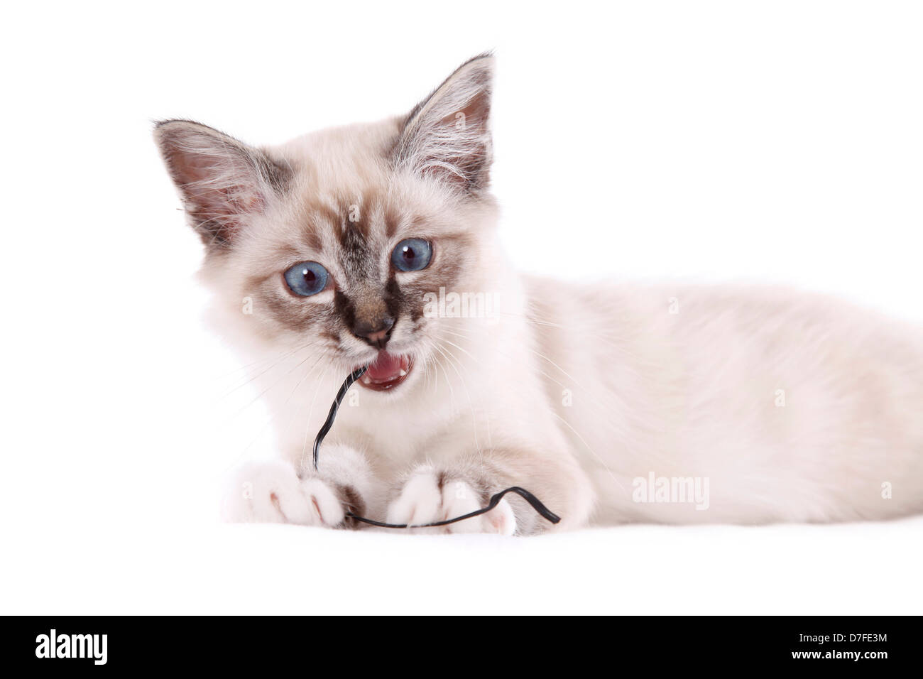 Sacred Birman kitten Stock Photo - Alamy