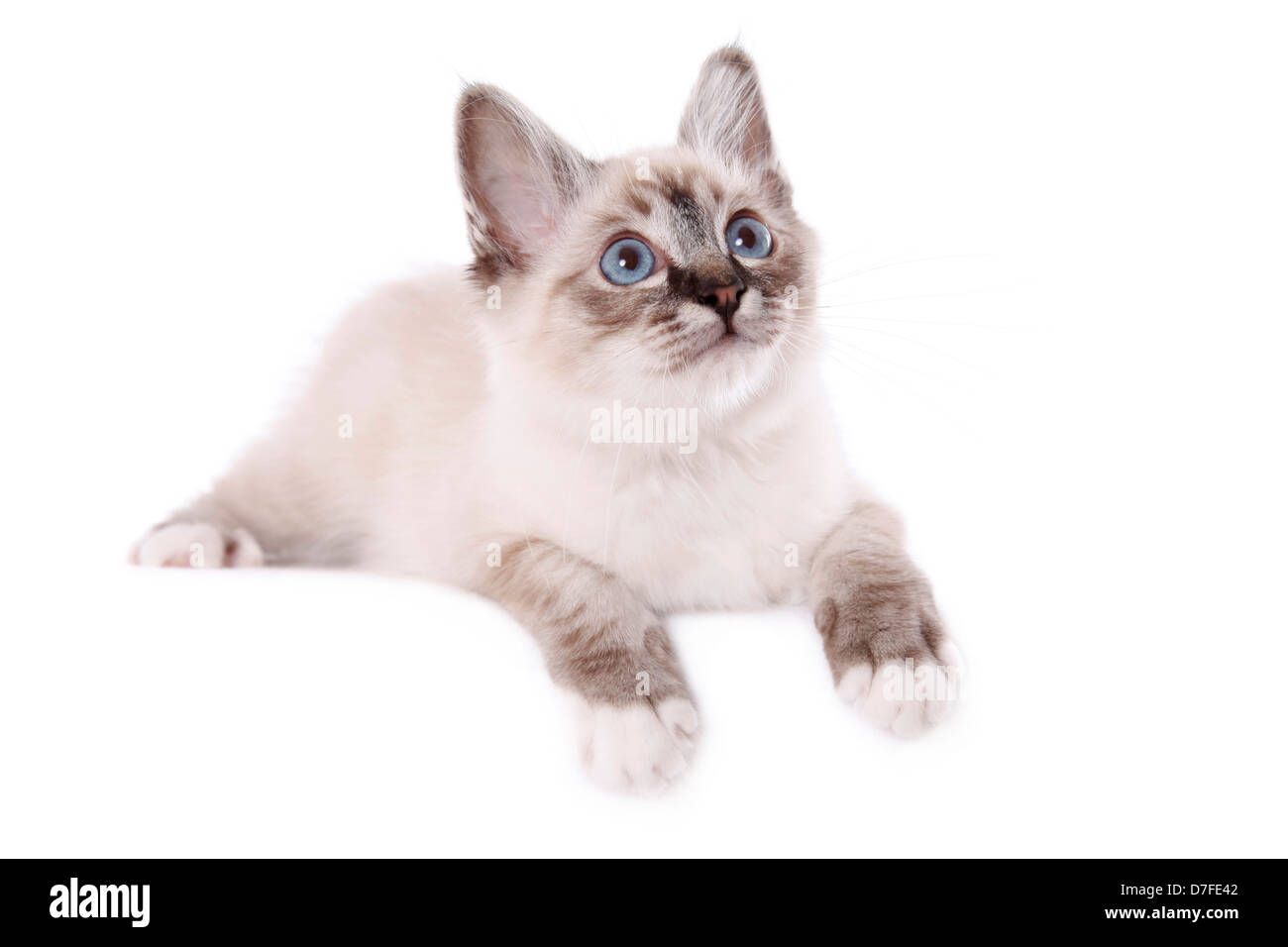 Sacred Birman kitten Stock Photo - Alamy