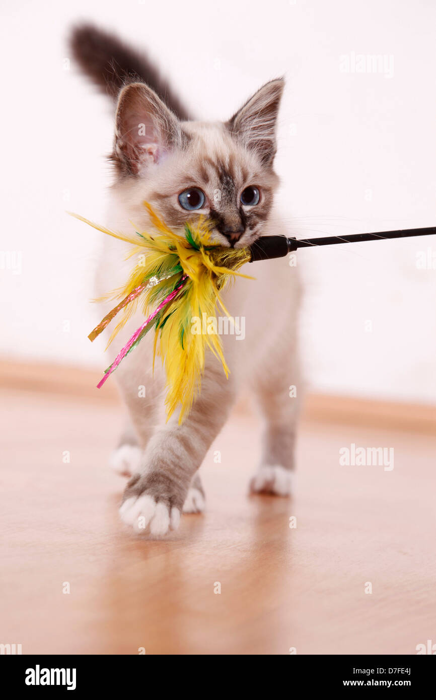Sacred Birman kitten Stock Photo - Alamy
