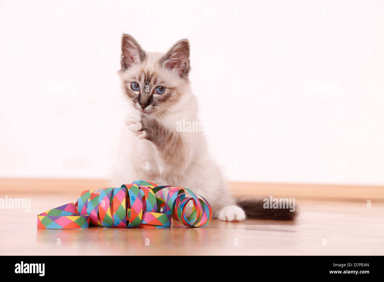 Sacred Birman kitten Stock Photo - Alamy
