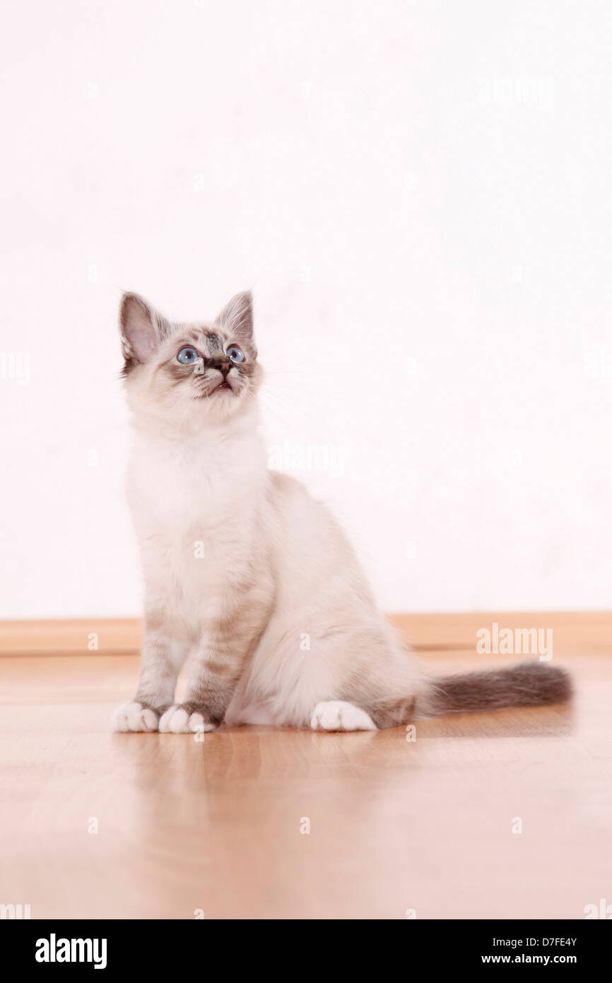 Sacred Birman kitten Stock Photo - Alamy